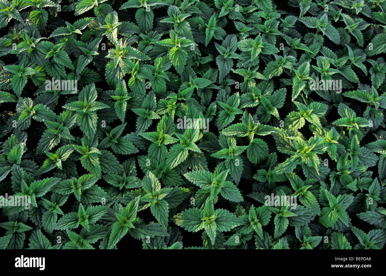 Stinging nettle / Common nettles (Urtica dioica Stock Photo - Alamy