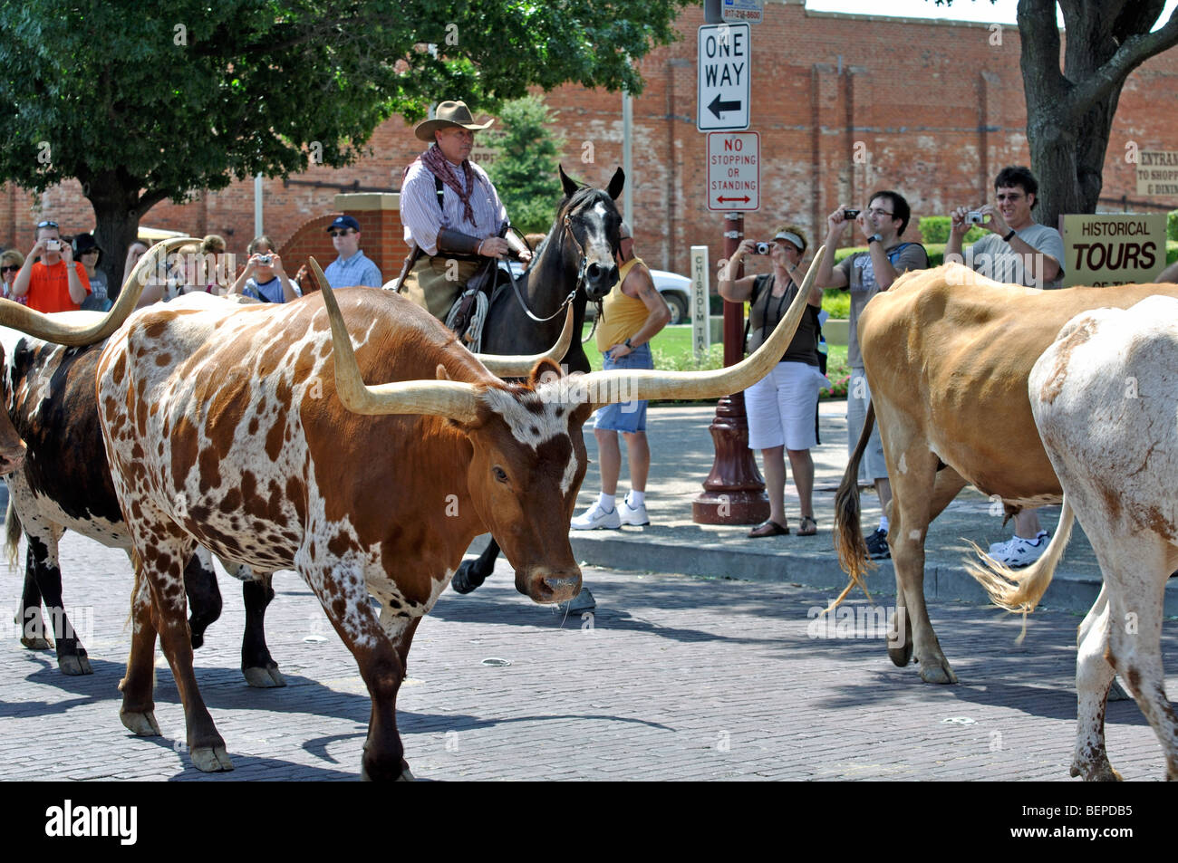 Cattle drive cowboys stockyards in hi-res stock photography and images ...