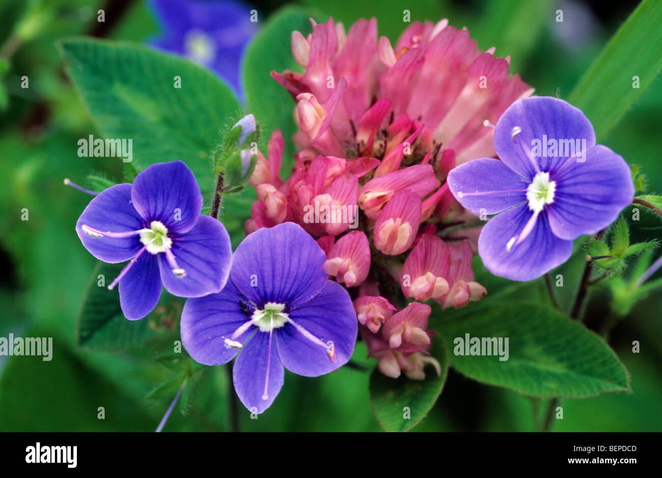 Common field-speedwell / Persian speedwell / bird's-eye (Veronica ...