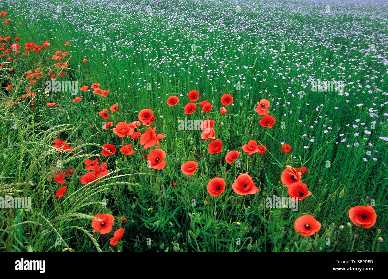 Common poppies / Flanders poppy (Papaver rhoeas) along field of flax ...