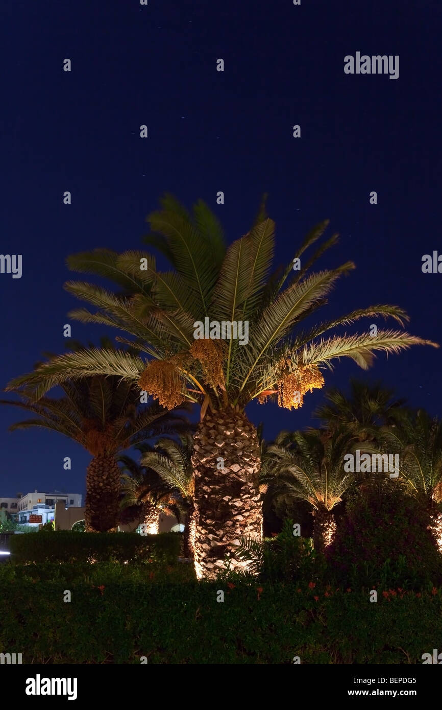 Palm tree with illumination against the night sky Stock Photo - Alamy