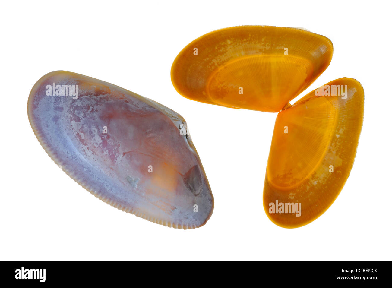 Wedge shell donax vittatus hi-res stock photography and images - Alamy