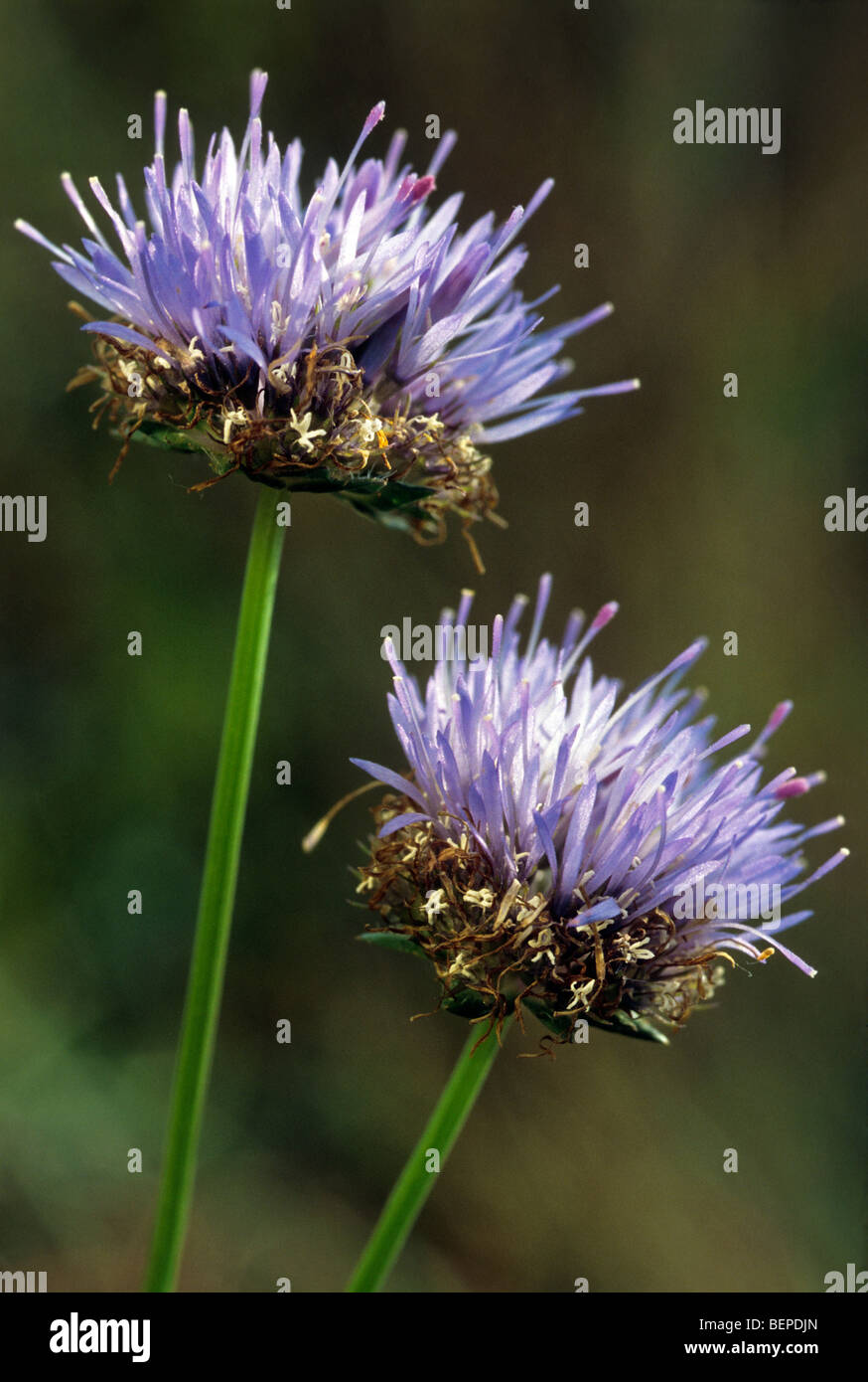 Sheep scabious hi-res stock photography and images - Alamy