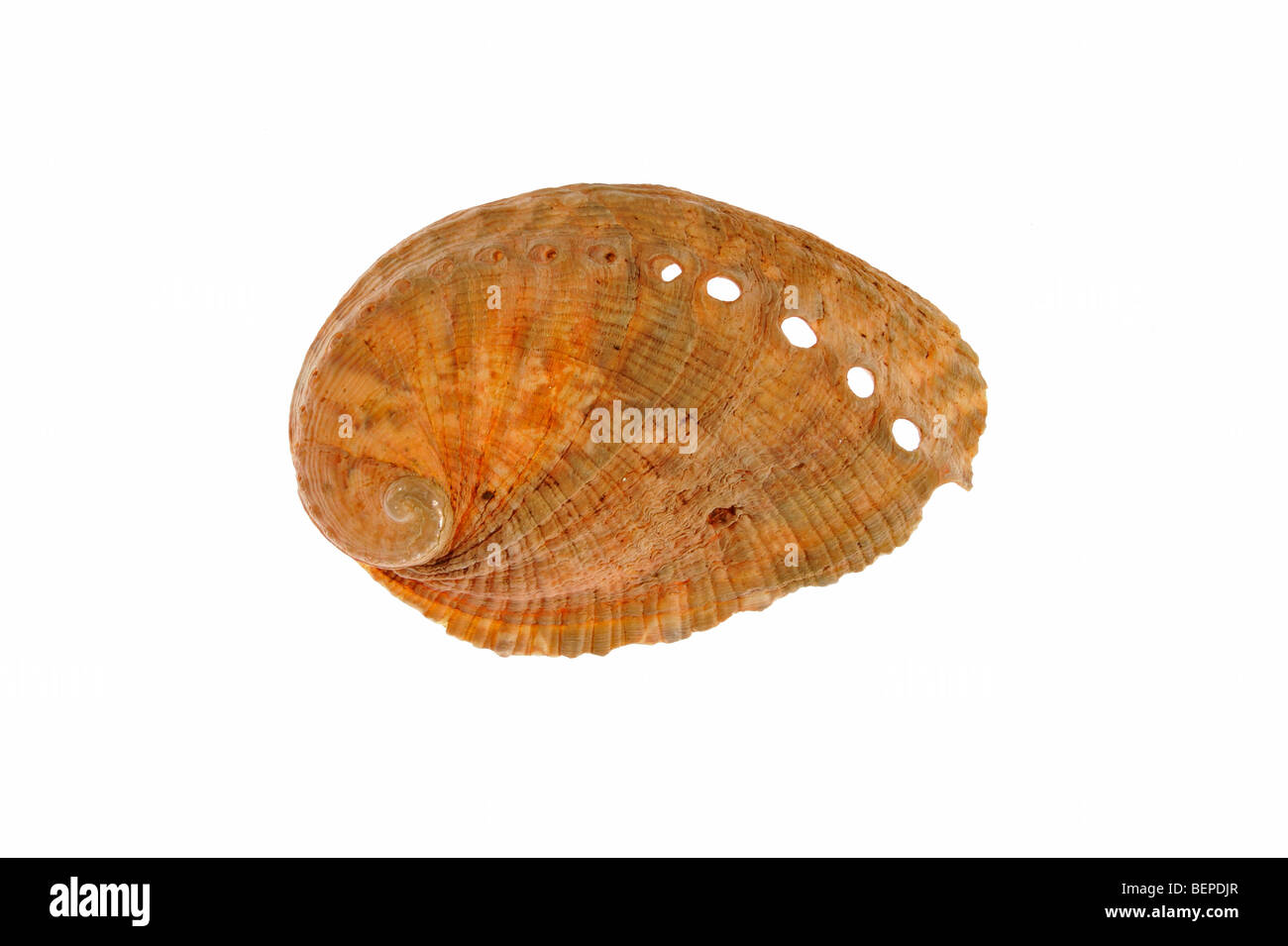 Abalone / Common ormer / Lamellose ormer (Haliotis lamellosa ...