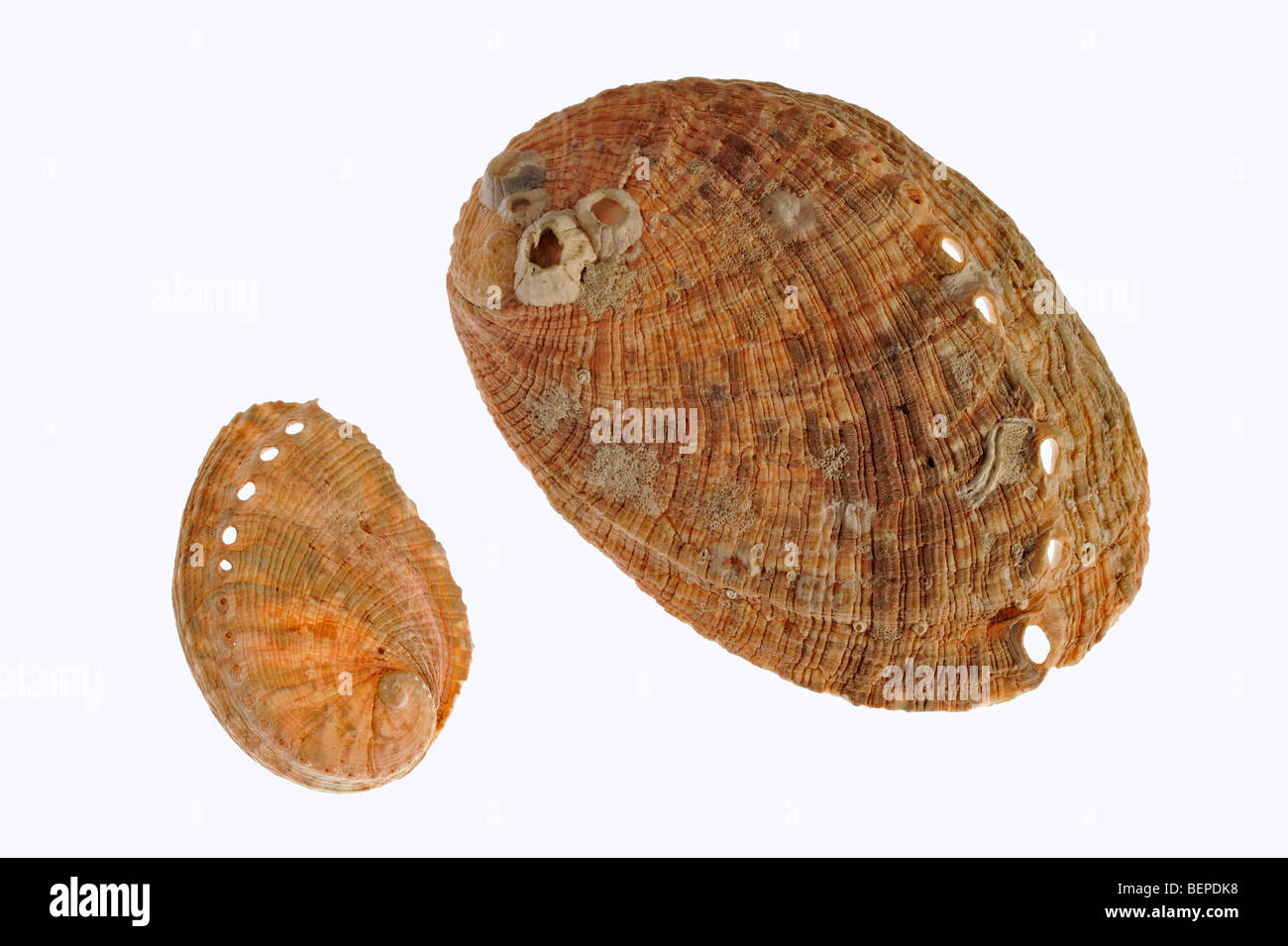 Common ormer hi-res stock photography and images - Alamy