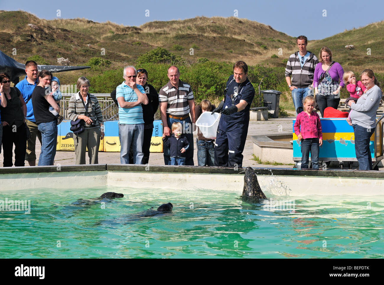Animal keeper feeding fish to blind seals in the seal shelter Ecomare ...