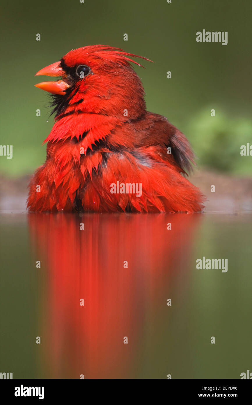 Cardinal Crest Head High Resolution Stock Photography and Images - Alamy