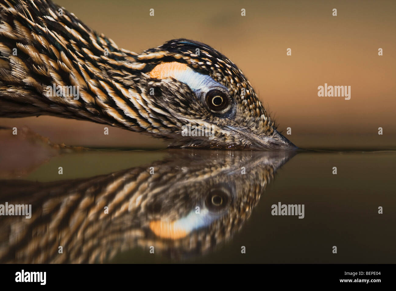 Greater Roadrunner (Geococcyx californianus),adult drinking, Starr ...