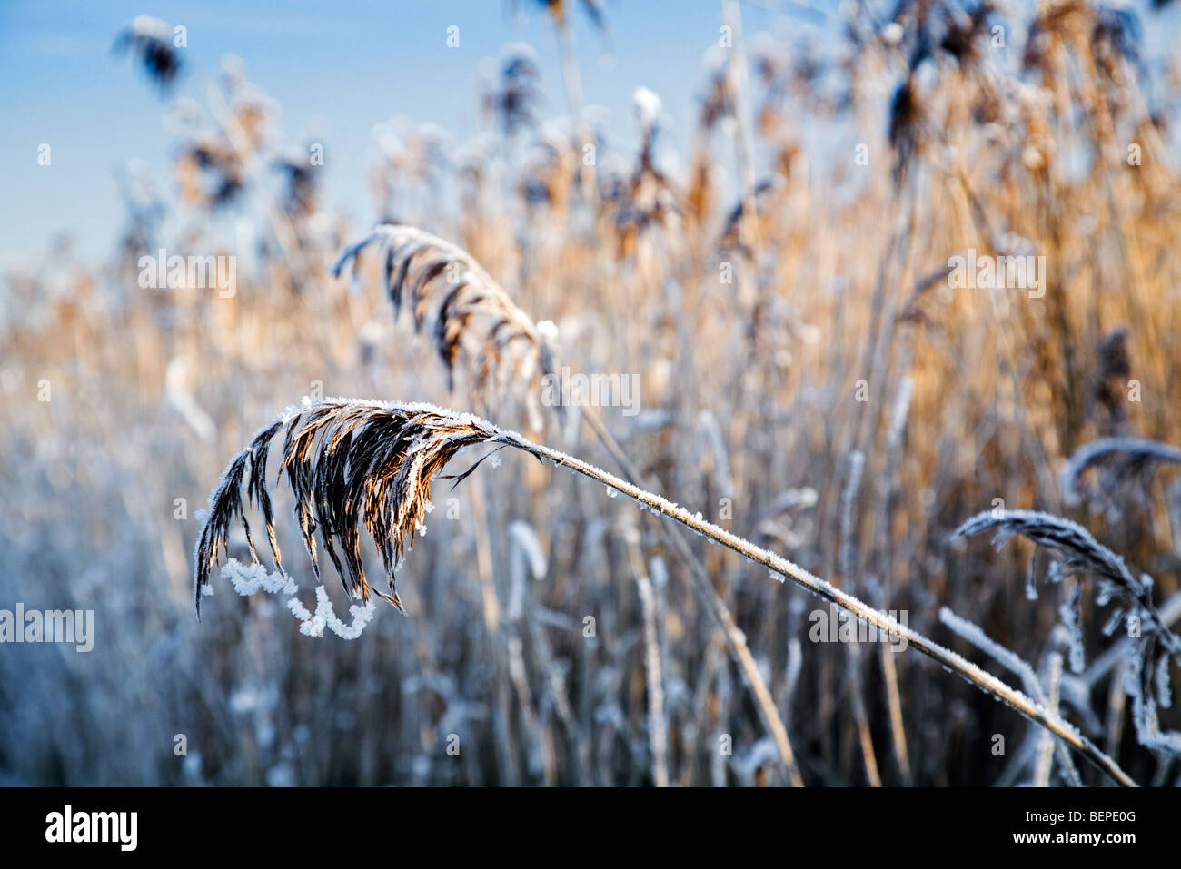 Fringe of reeds (Phragmites australis) covered in white frost in winter ...