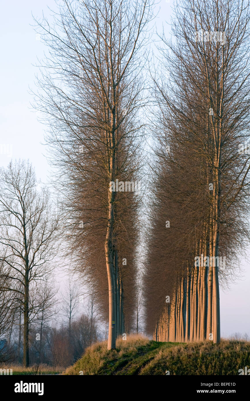 Poplars populus sp hi-res stock photography and images - Alamy