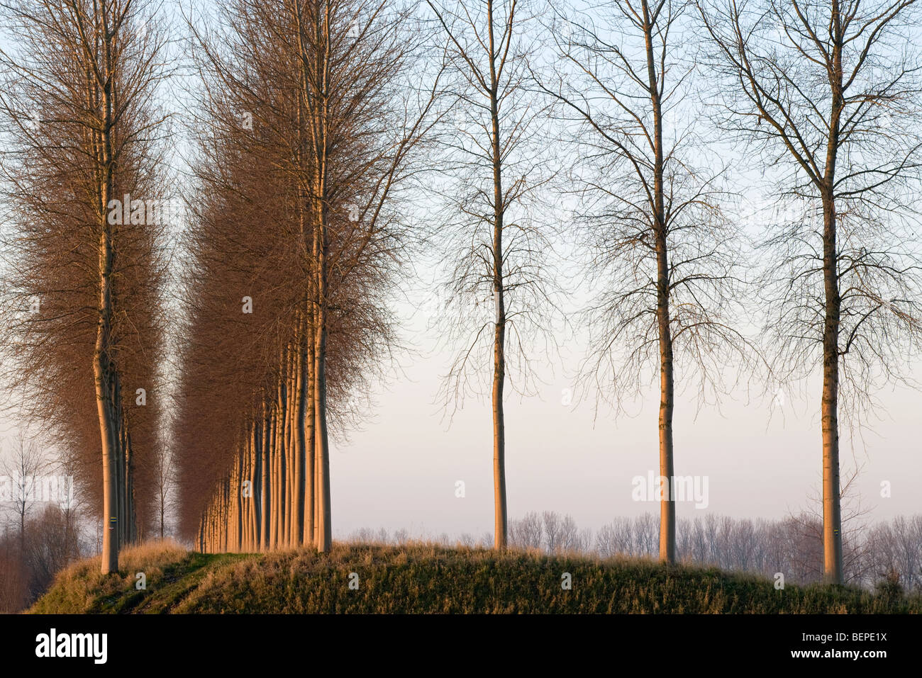 Poplars populus sp hi-res stock photography and images - Alamy
