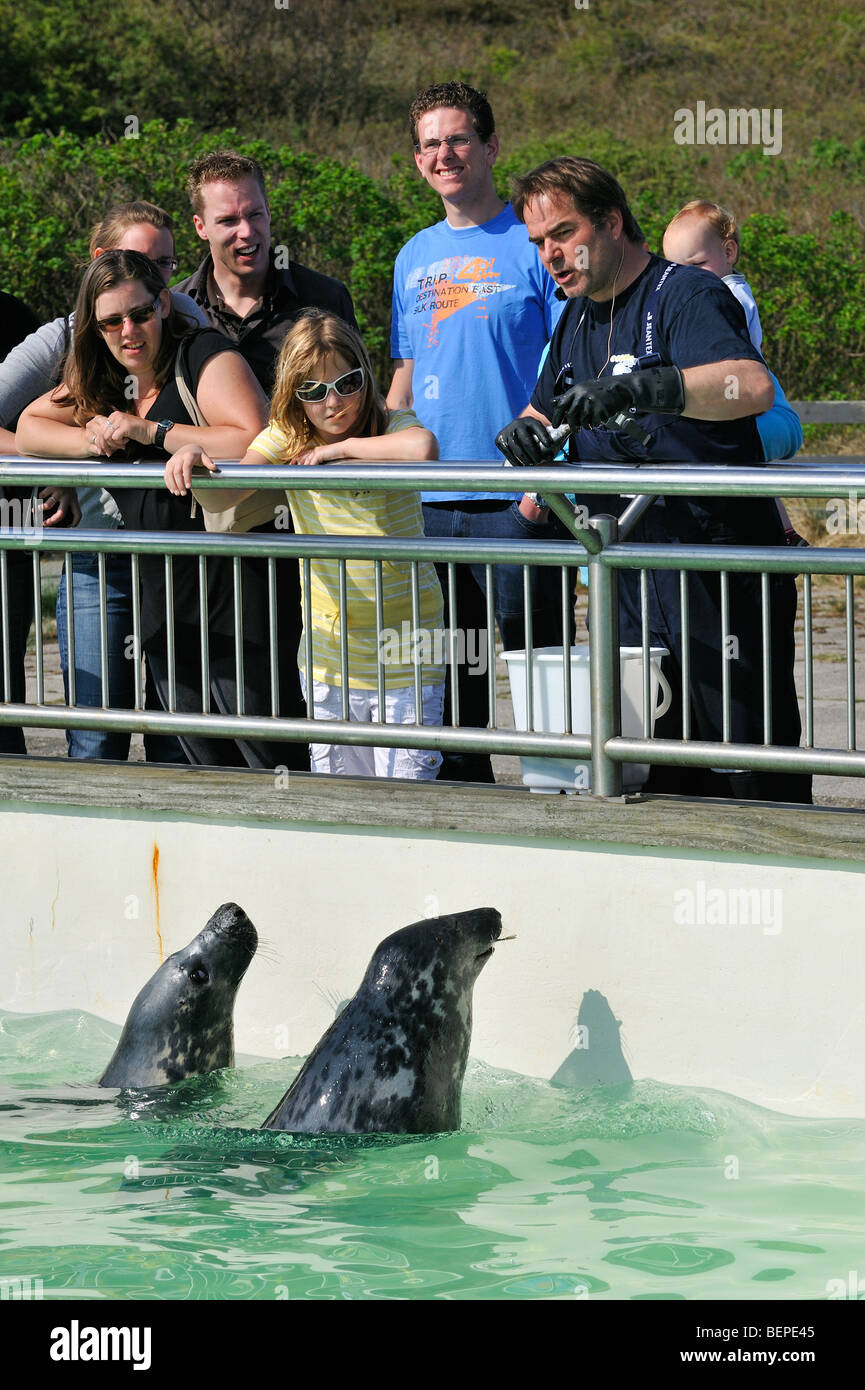 Animal keeper feeding fish to blind seals in the seal shelter Ecomare ...