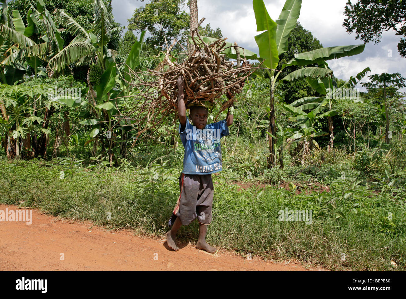 UGANDA Carrying firewood, Kayunga District. PHOTO by SEAN SPRAGUE Stock ...