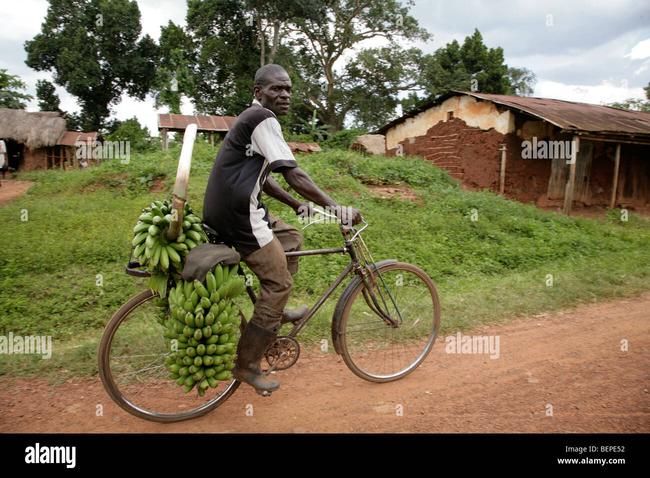 UGANDA Man carrying bananas on bicycle, Kayunga District. PHOTO by SEAN ...