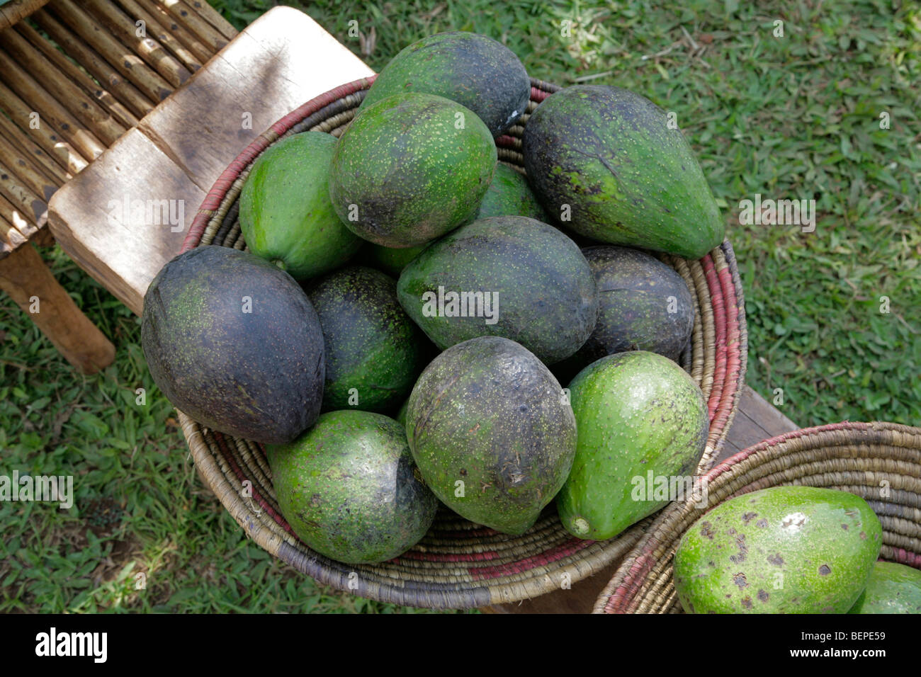 UGANDA Avocados, Kayunga District. PHOTO by SEAN SPRAGUE Stock Photo ...