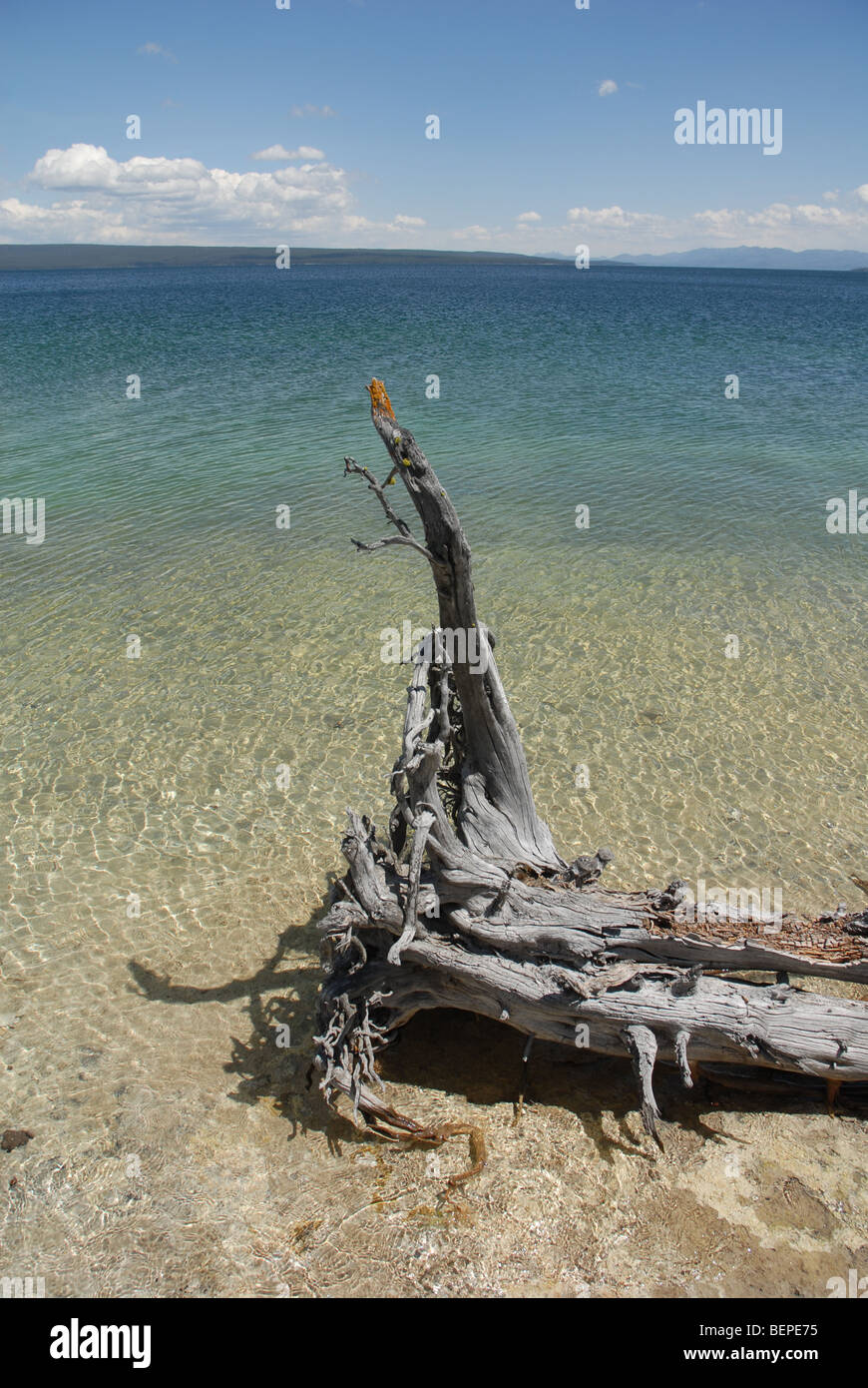 Dead tree in water hi-res stock photography and images - Alamy