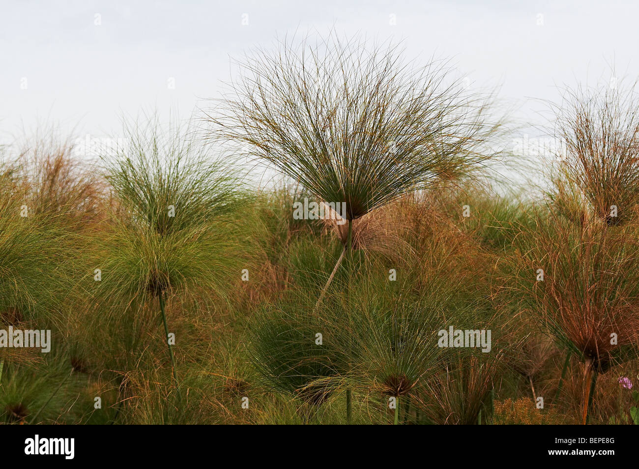 UGANDA Papyrus plant, Kayunga District. PHOTO by SEAN SPRAGUE Stock ...