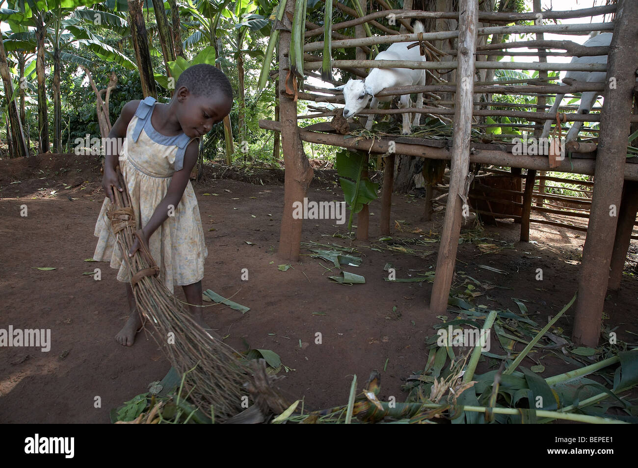 UGANDA Girl on farm sweeping with goat Stock Photo - Alamy