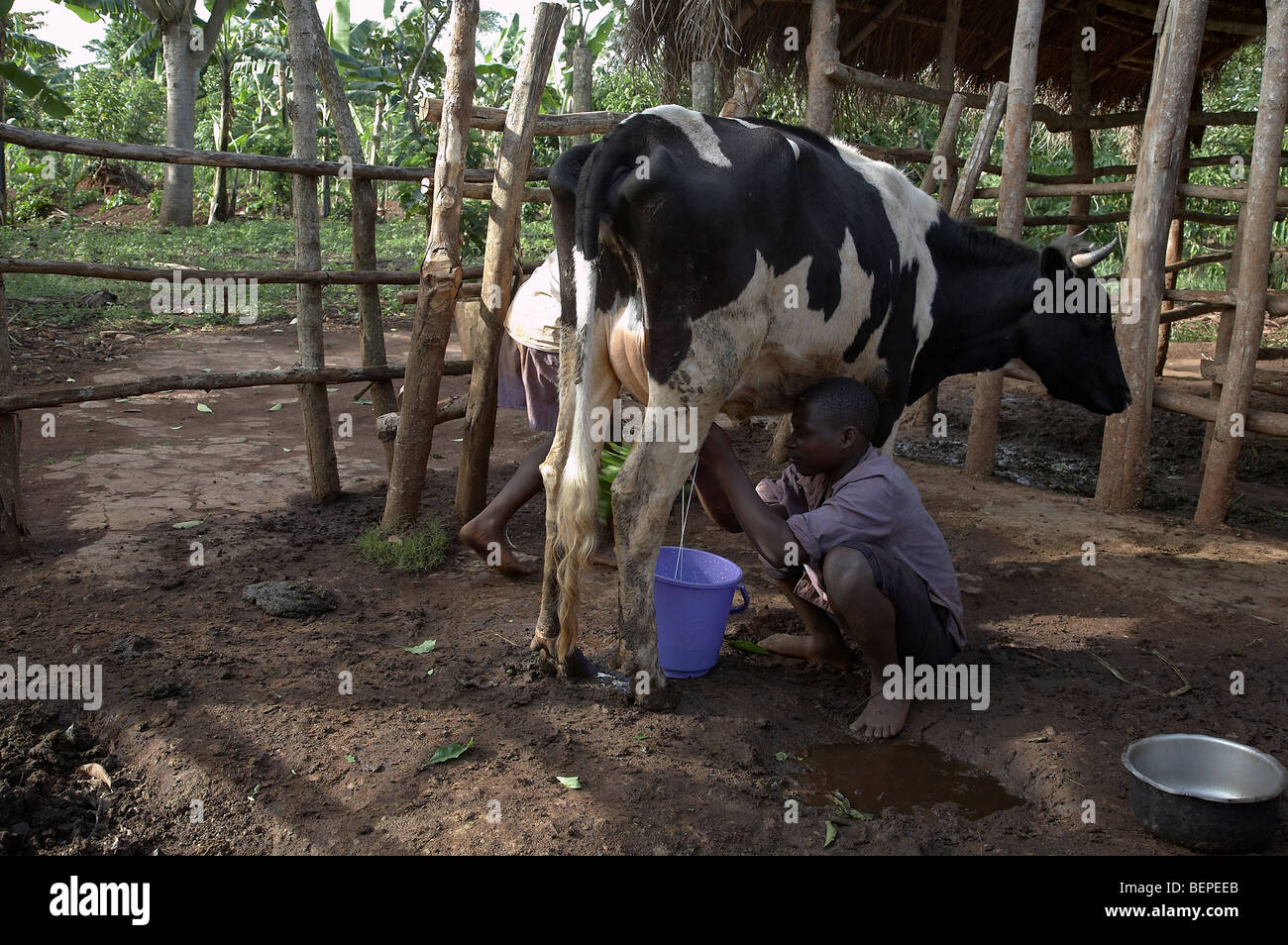 Children milking cow hi-res stock photography and images - Alamy