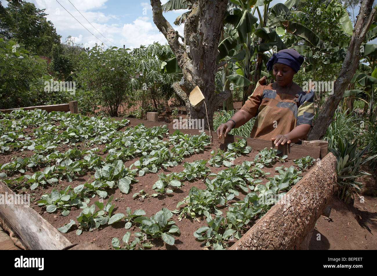 UGANDA On the smallholding farm of Yudaya Namirembe (48), Kisoga ...