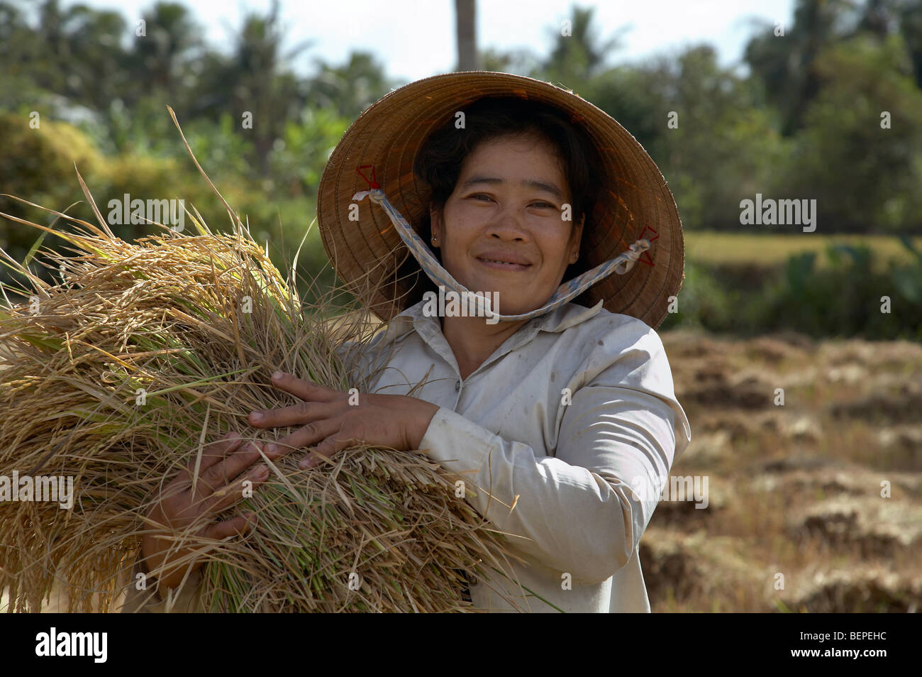Rice farming in vietnam hi-res stock photography and images - Alamy