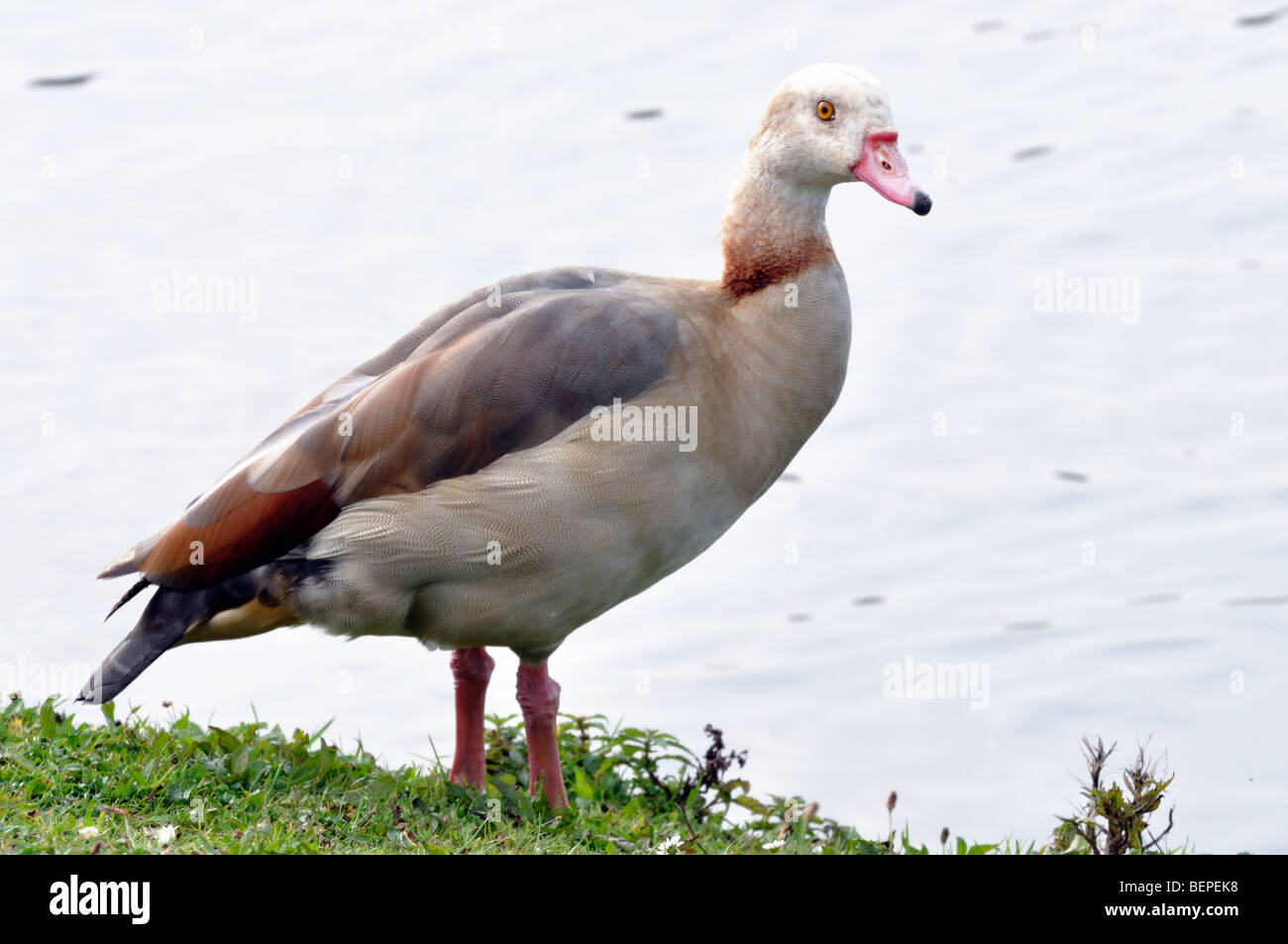 Duck Standing High Resolution Stock Photography and Images - Alamy