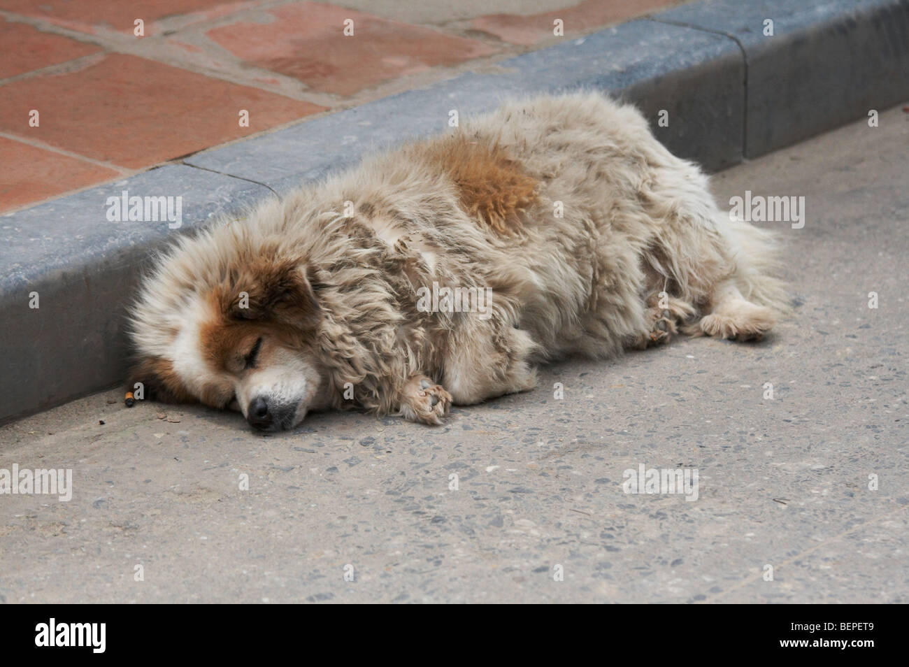 VIETNAM Dog of Hoi An. photo by SEAN SPRAGUE Stock Photo - Alamy