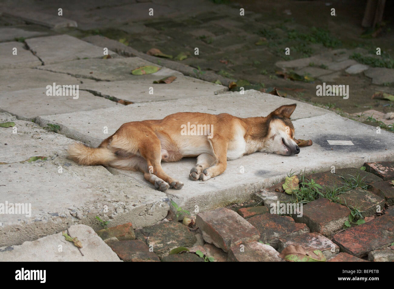 VIETNAM Dog of Hoi An. photo by SEAN SPRAGUE Stock Photo - Alamy