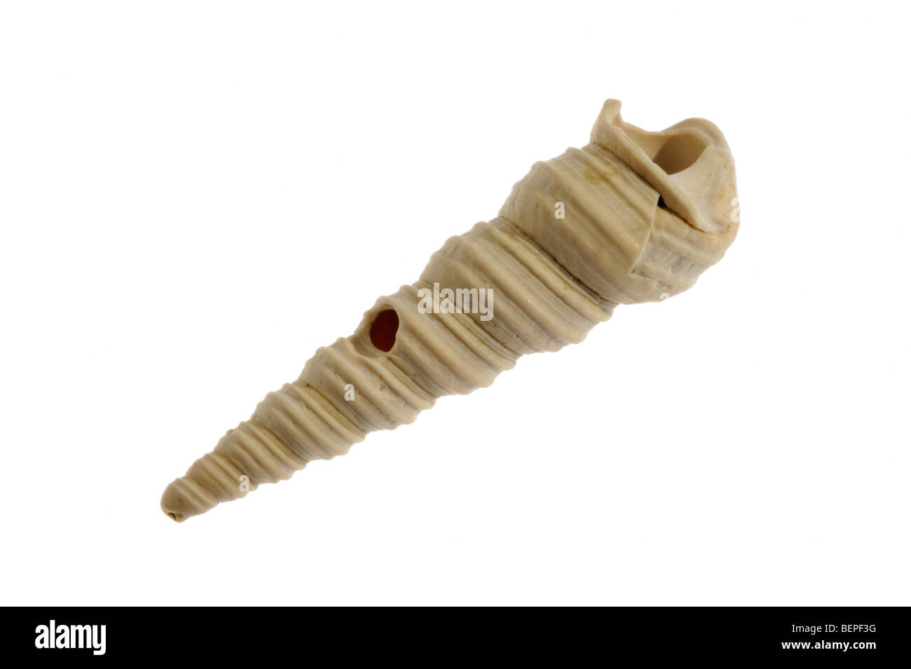 Turret-shell / auger shell / common tower shell (Turritella communis ...