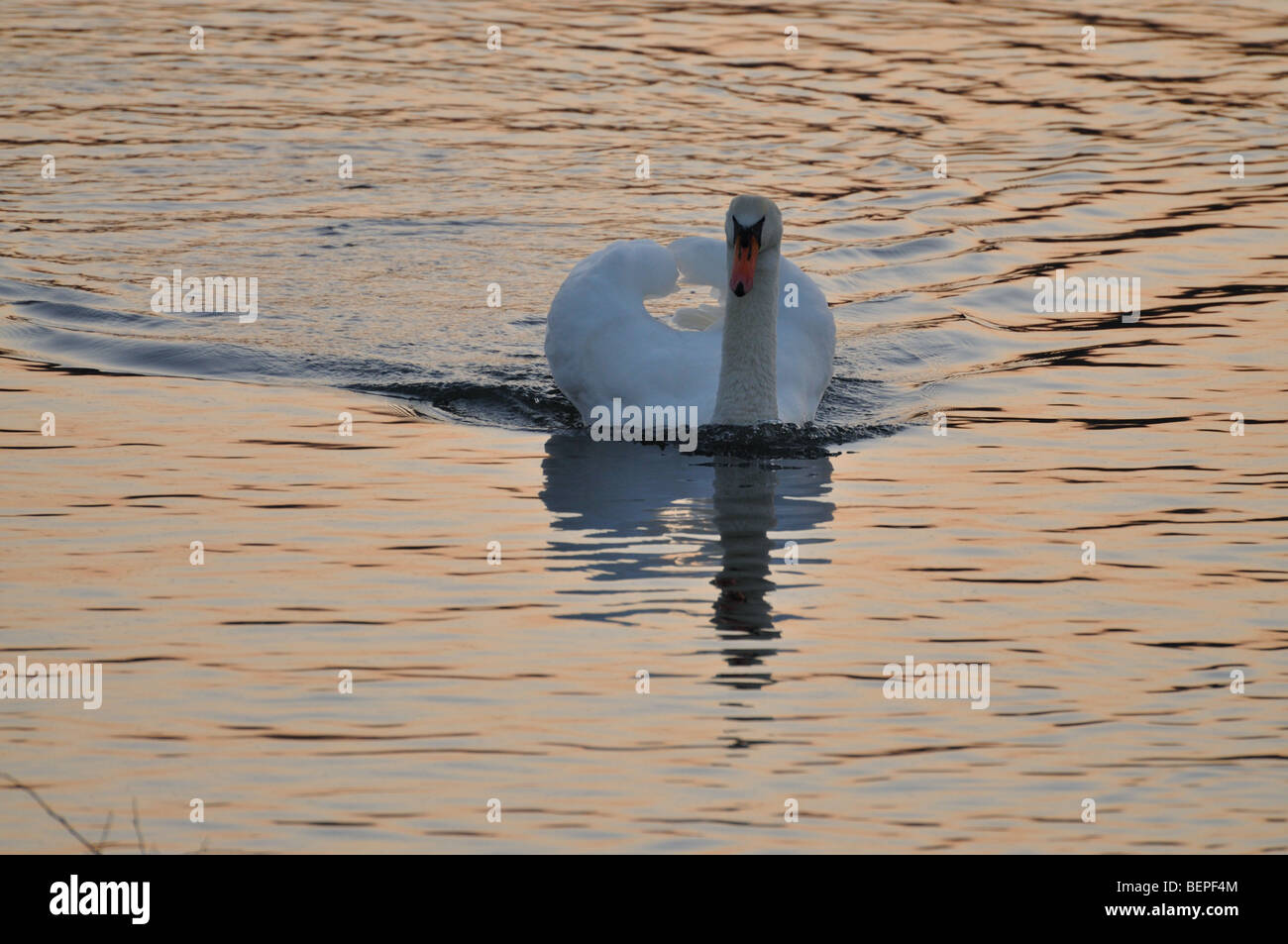 Swan swimming in the sunset Stock Photo - Alamy