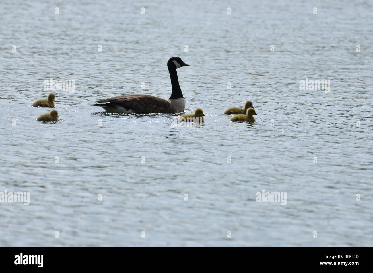 Goslings swimming hi-res stock photography and images - Alamy