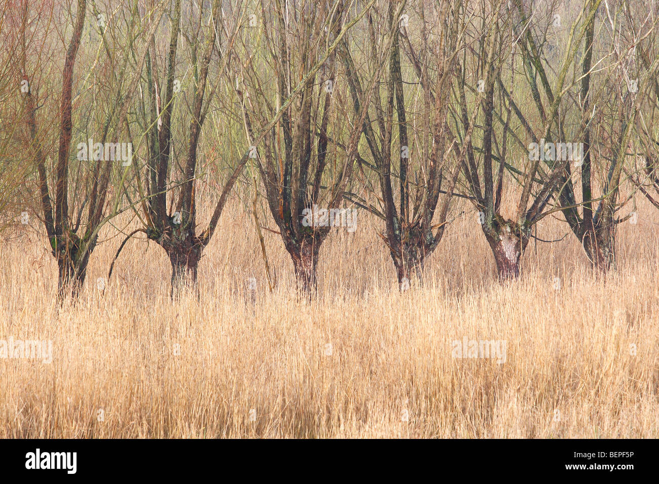 Pollard willows (Salix sp.) and Reed (Phragmites australis) in nature ...