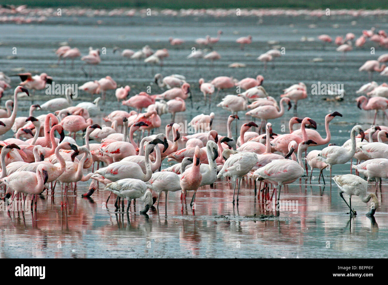 Lesser flamingos (Phoenicopterus minor) flock wading in shallow water ...
