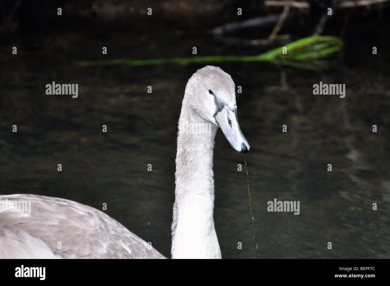 Cygnet swimming hi-res stock photography and images - Alamy