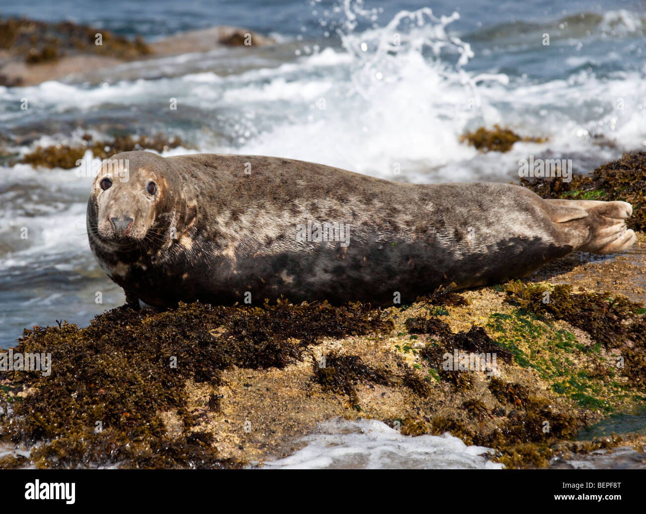 Seal basking on rock hi-res stock photography and images - Alamy