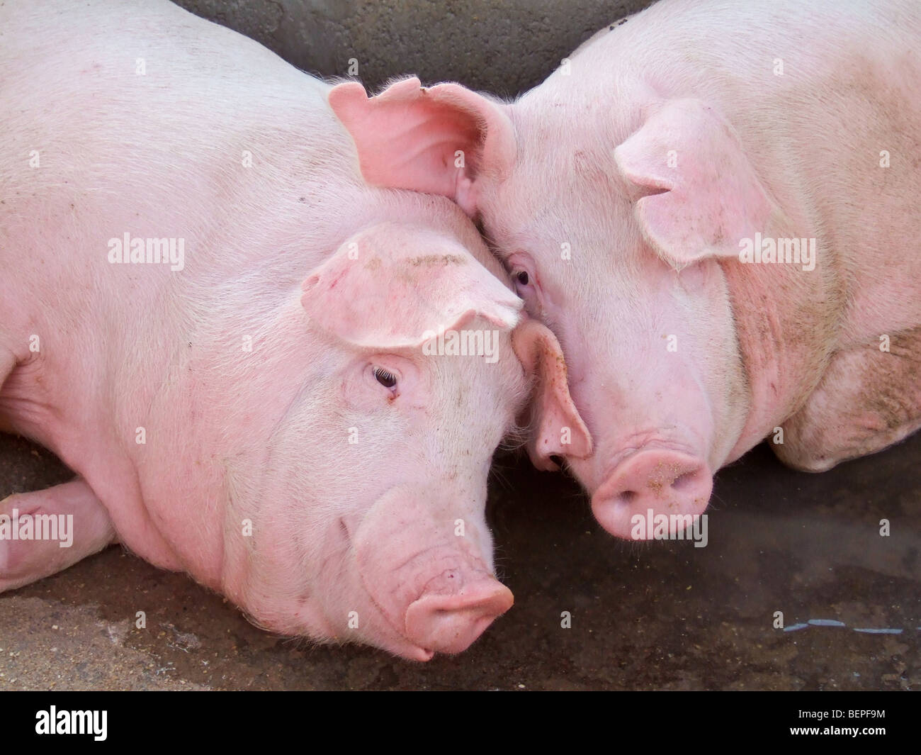 Commercial hogs hi-res stock photography and images - Alamy