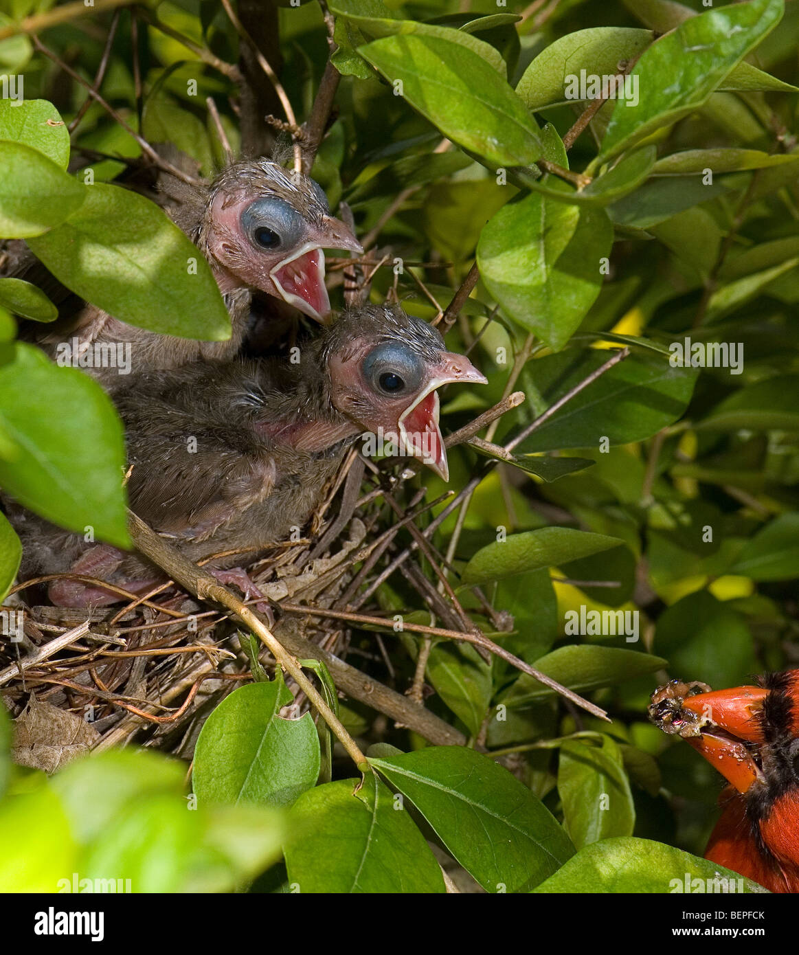 Two Cardinal chicks with open beaks sight their father with some food ...