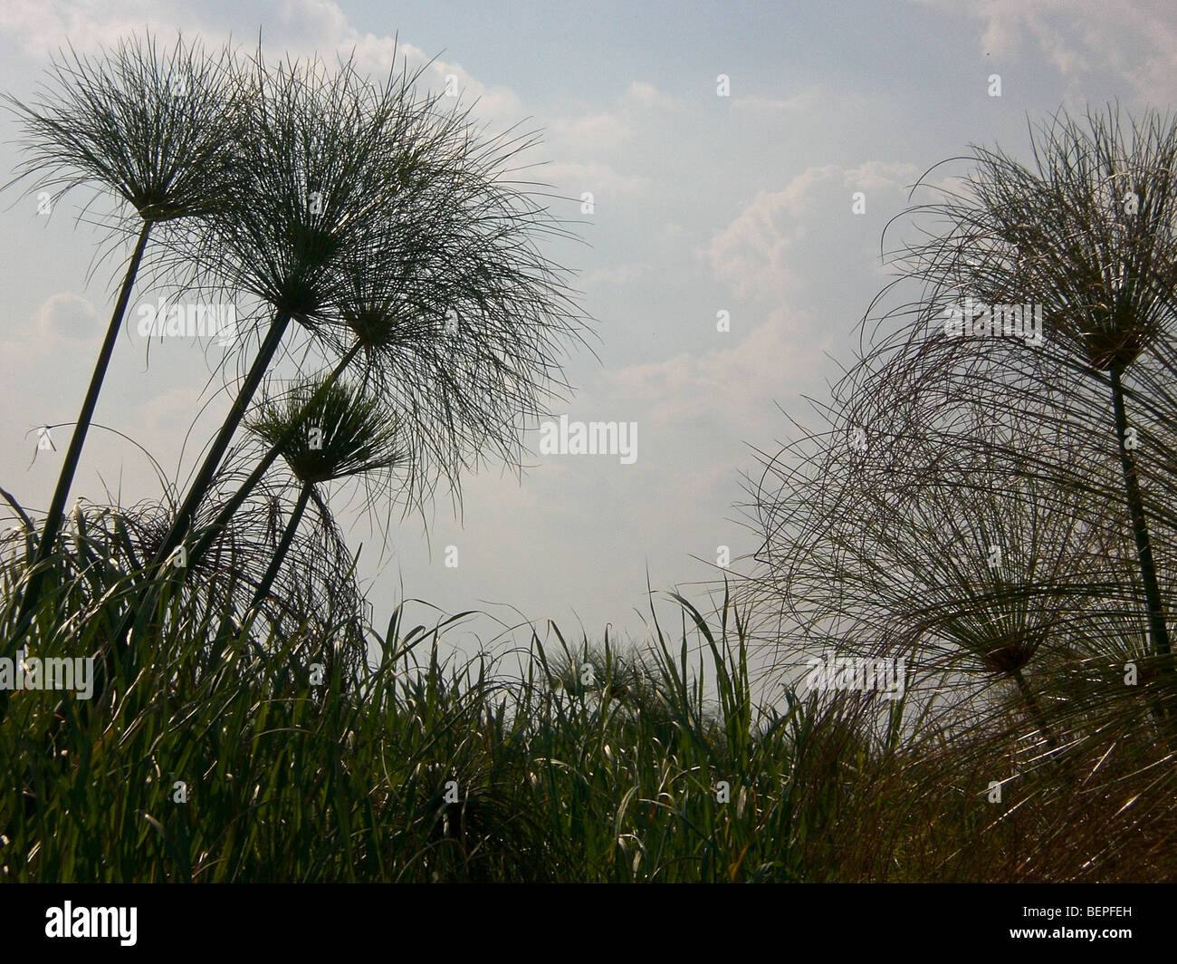 Papyrus Kafue river, Zambia Africa Stock Photo - Alamy