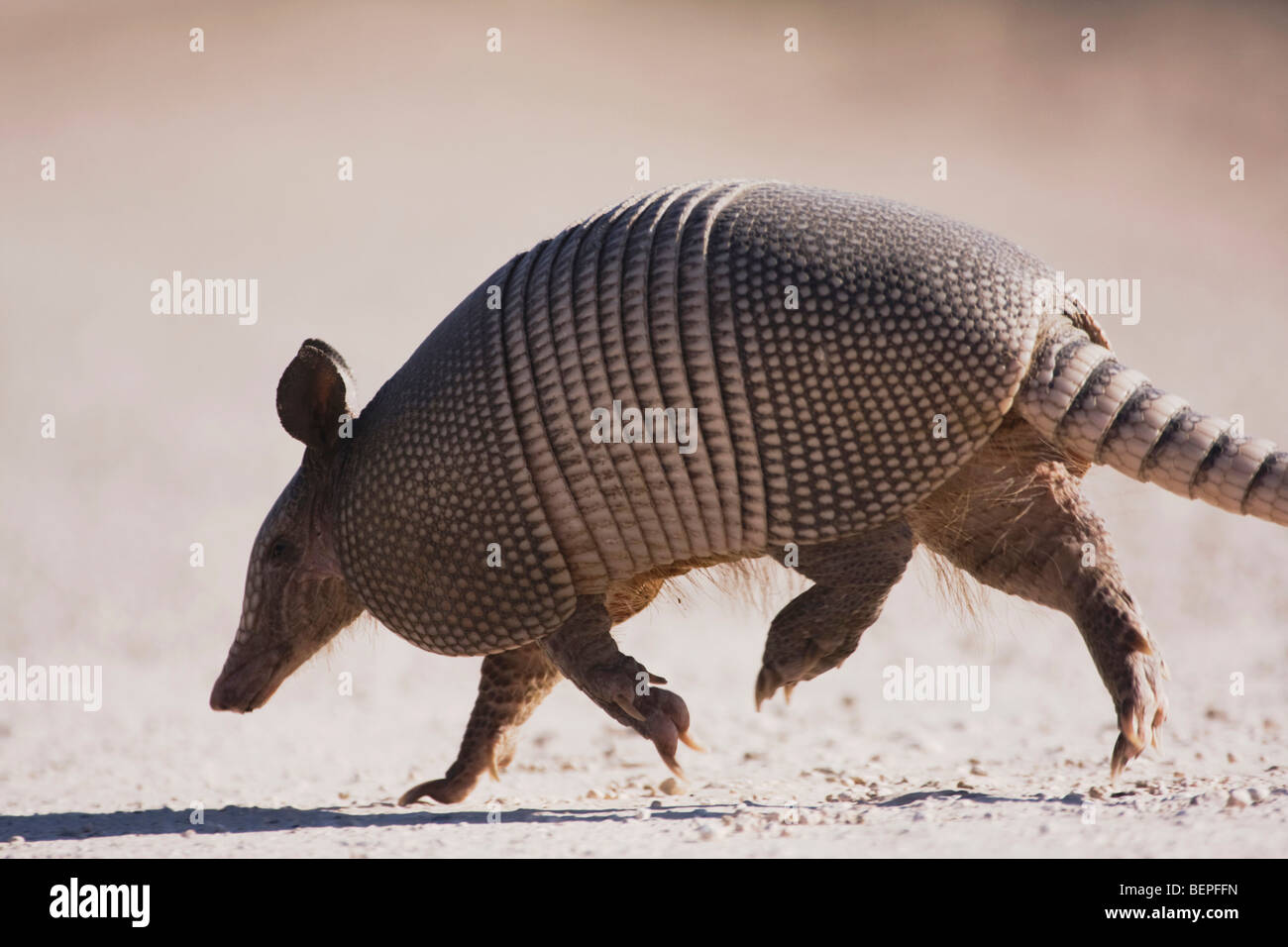 Nine-banded Armadillo (Dasypus novemcinctus), adult walking, Starr ...
