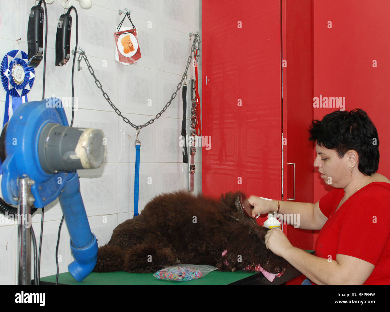 Dog parlour hi-res stock photography and images - Alamy
