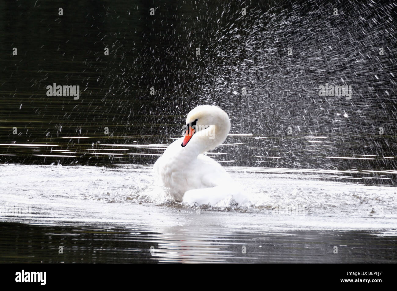 Splashing swan hi-res stock photography and images - Alamy