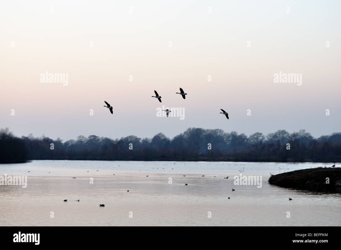 Geese flying at sunset hi-res stock photography and images - Alamy