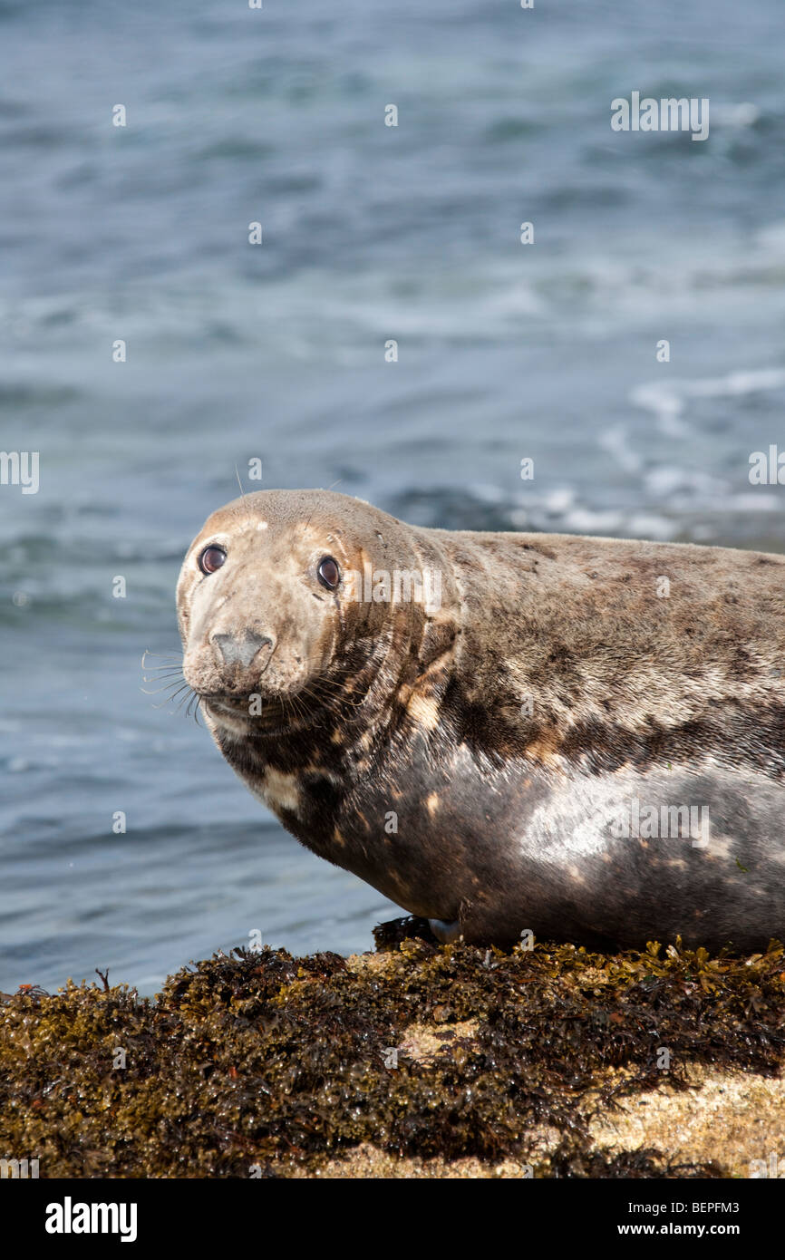 Western rocks scilly seal hi-res stock photography and images - Alamy