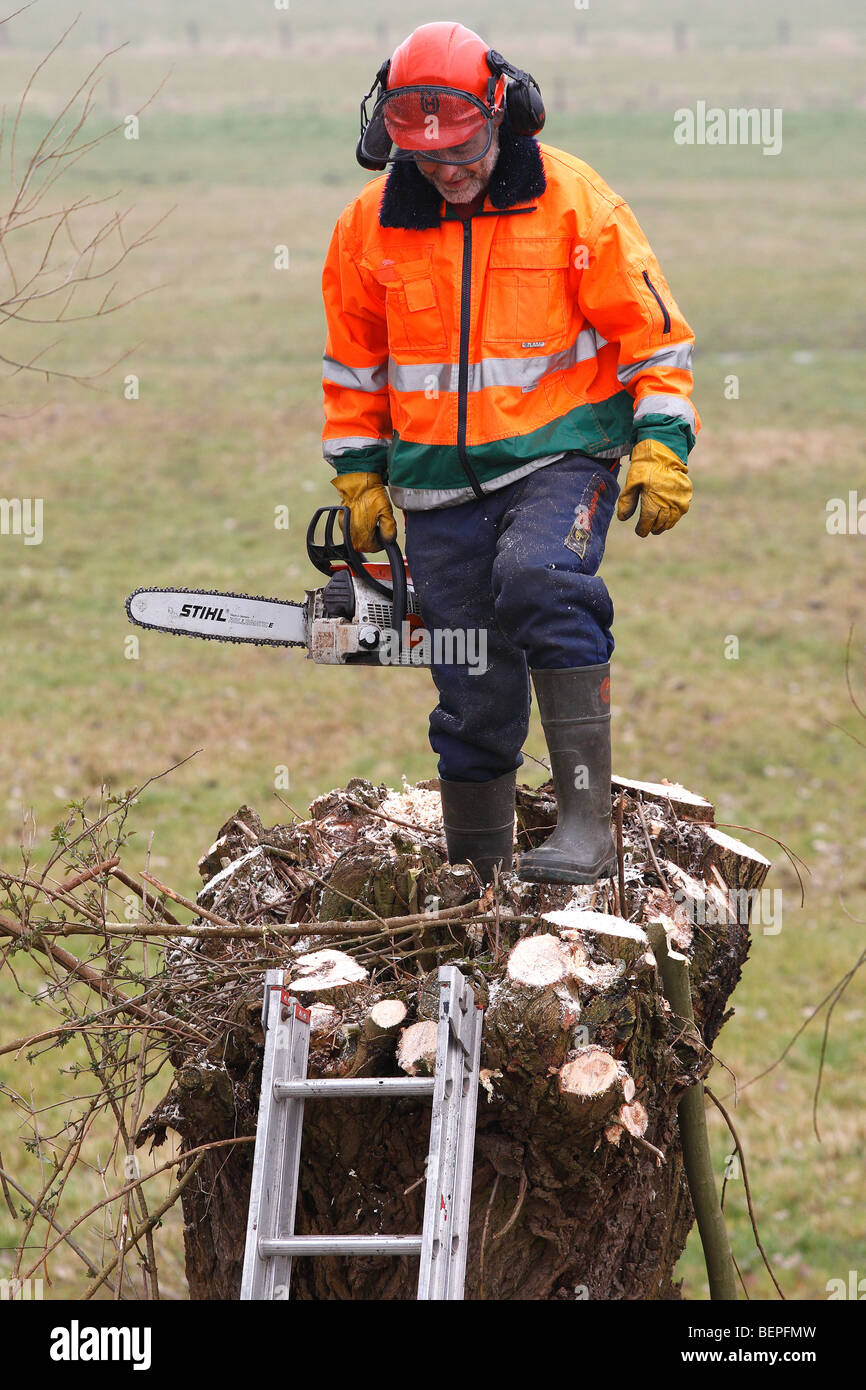 Volunteers pruning willow trees during maintenance works in nature ...