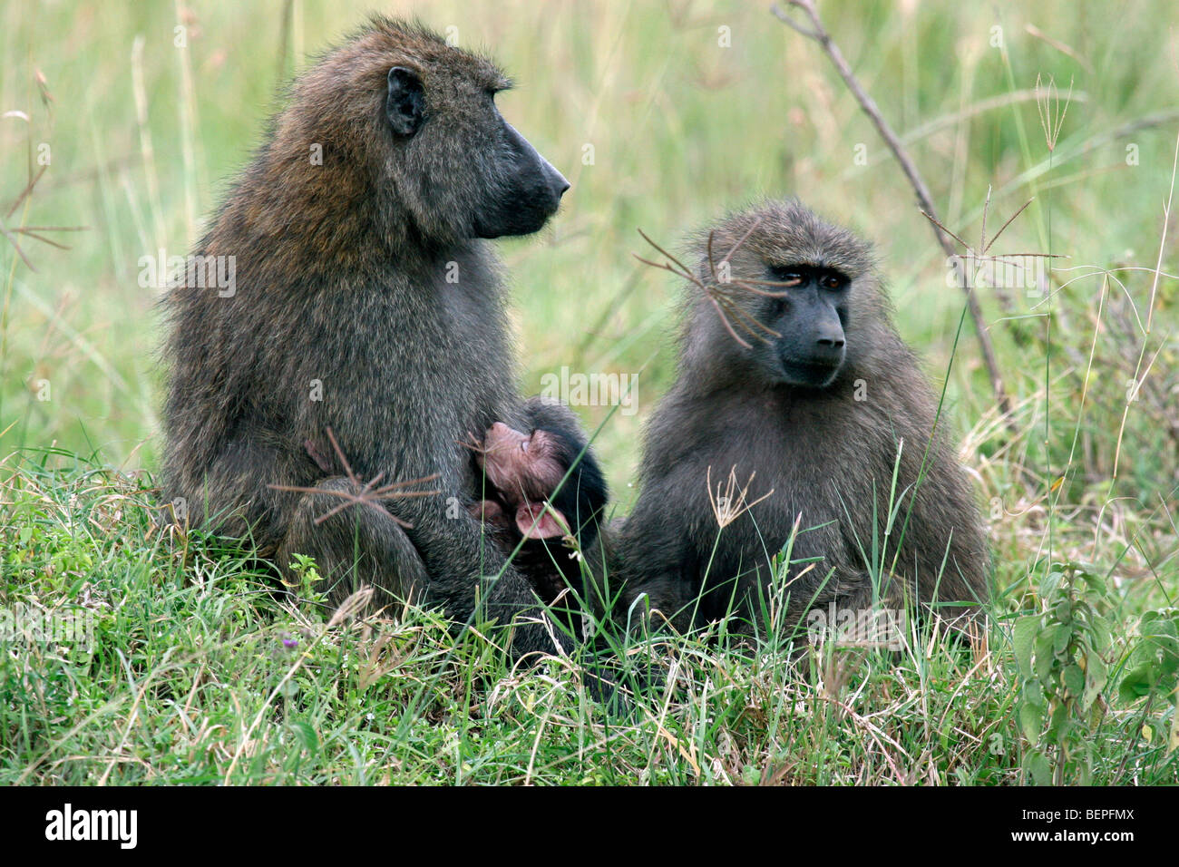 Female baboon suckling its young hi-res stock photography and images ...