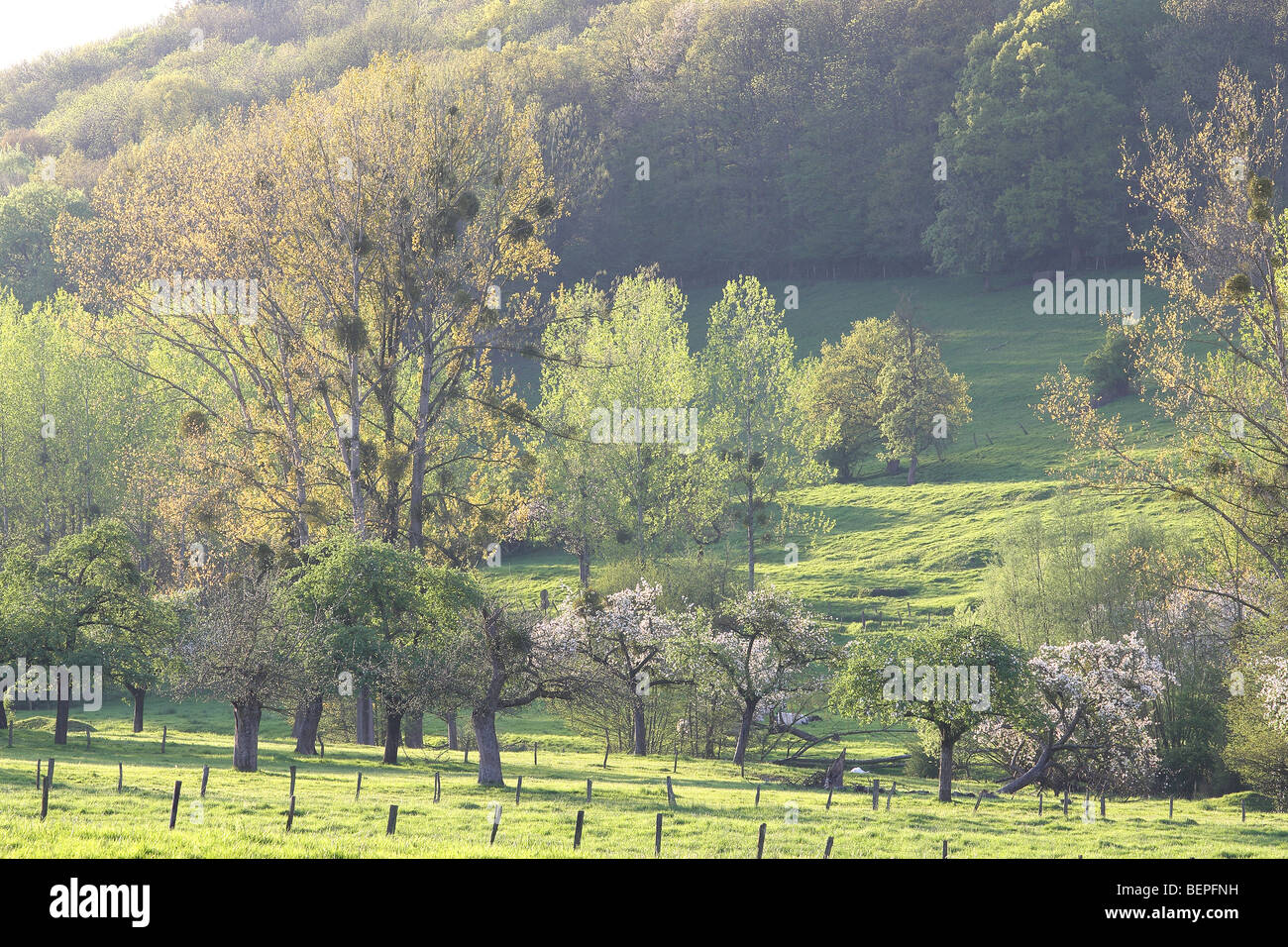 Bocage landscape with hedges and trees, Voeren, Belgium Stock Photo - Alamy