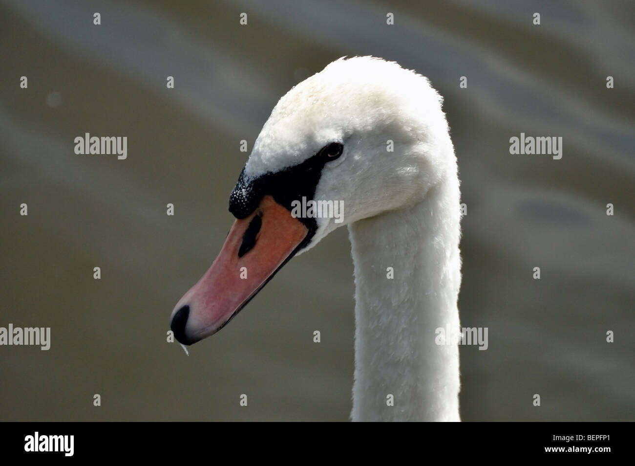 Swan profile river hi-res stock photography and images - Alamy