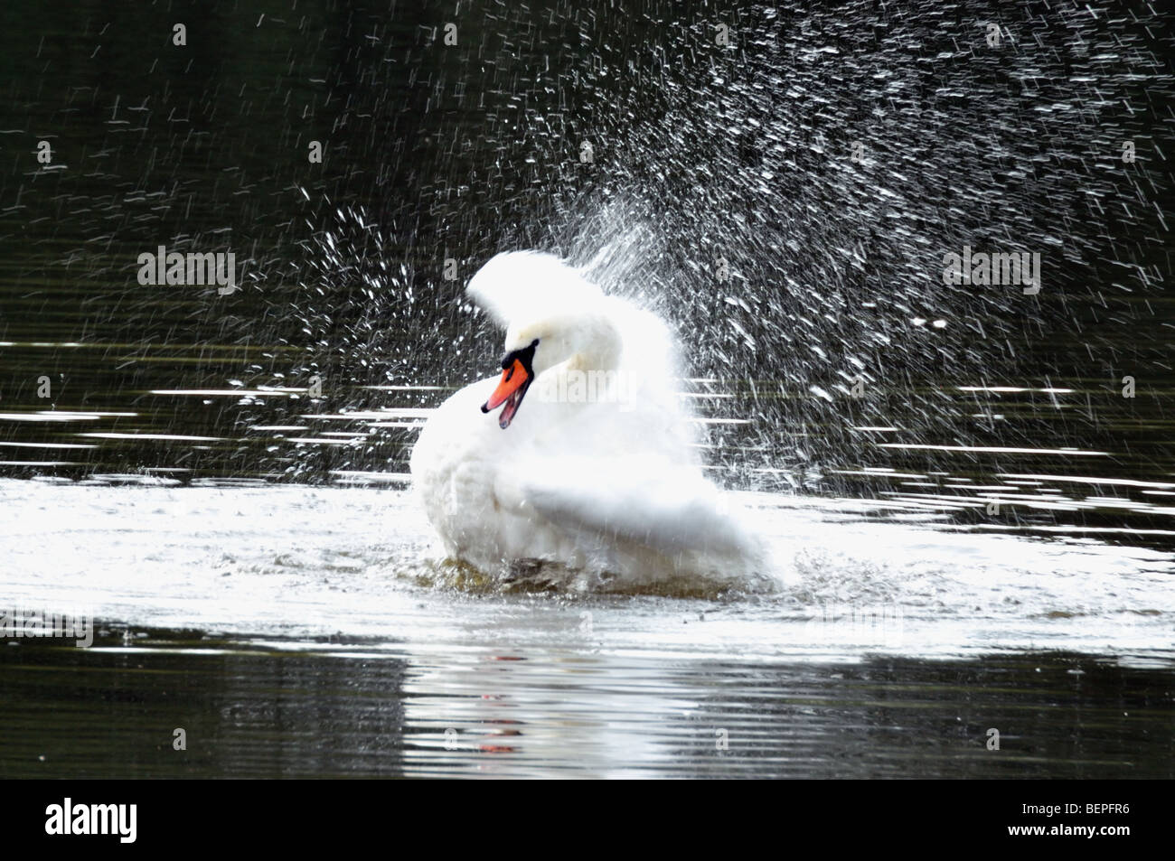Splashing swan hi-res stock photography and images - Alamy