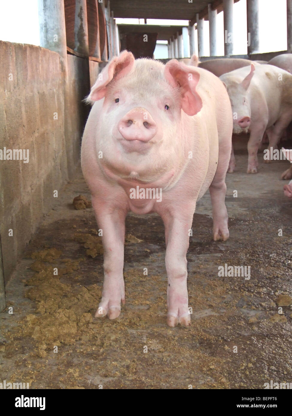 Commercial hogs hi-res stock photography and images - Alamy