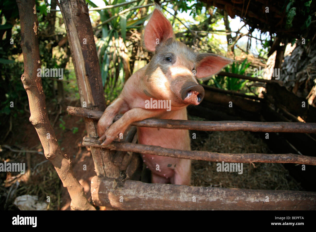 Pig farming africa hi-res stock photography and images - Alamy